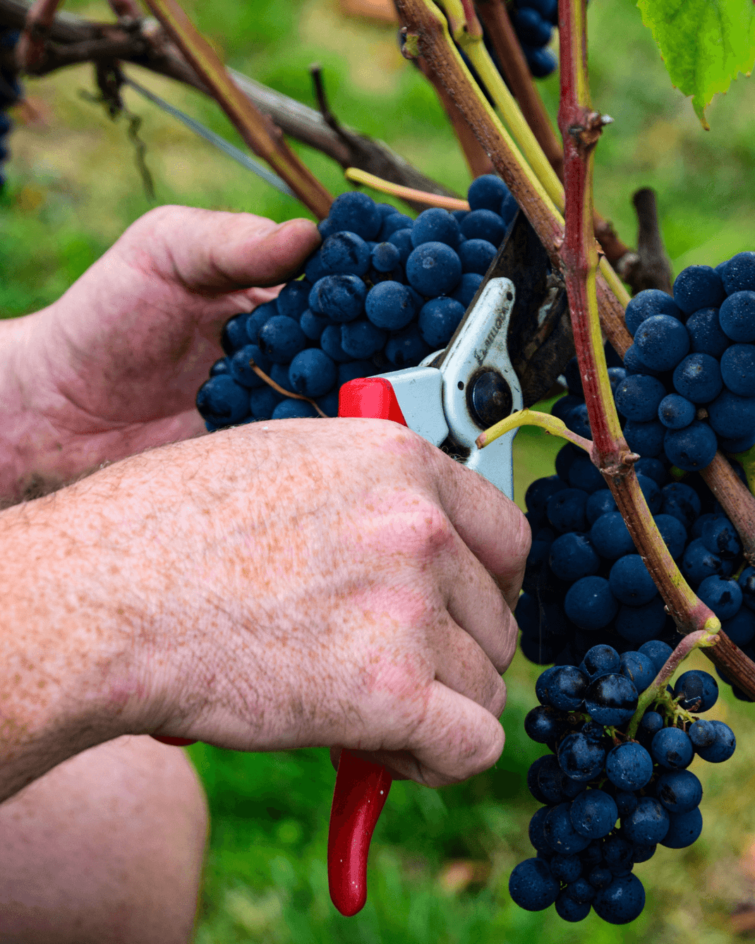 Northern Wine